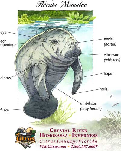 Crystal River Manatees in Kings Bay, Home of the West Indian Manatees ...